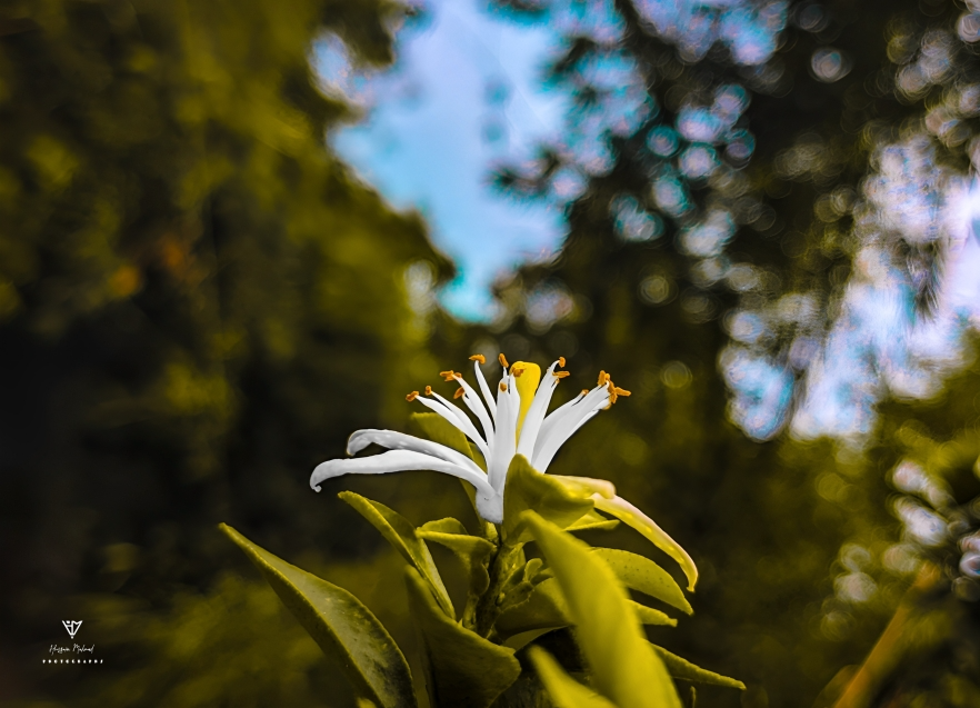 Home [hmphotographs.github.io]